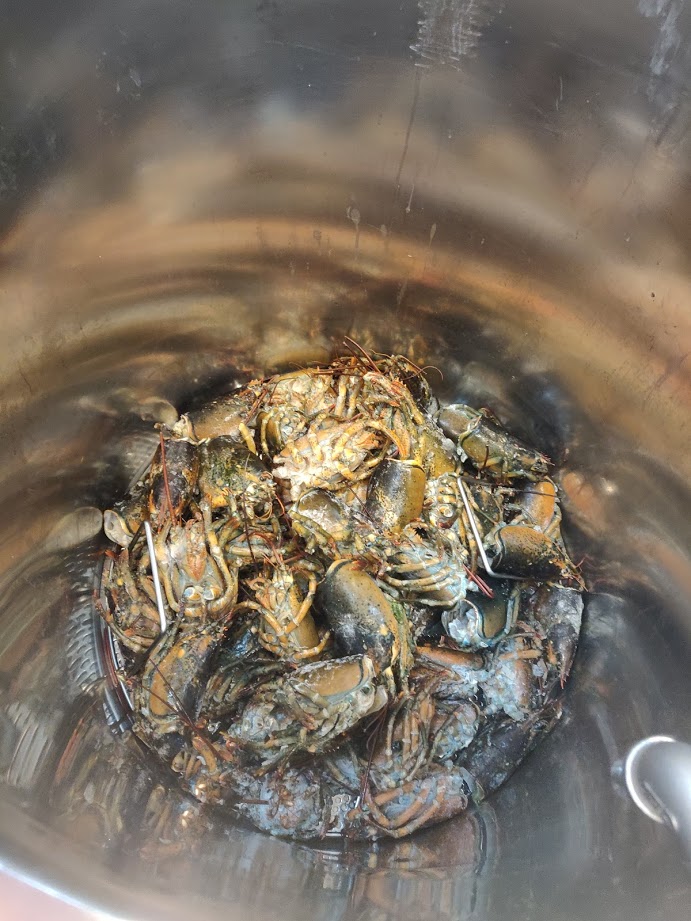 IMG_20201213_102509 – Kitchen Umeko, LLC